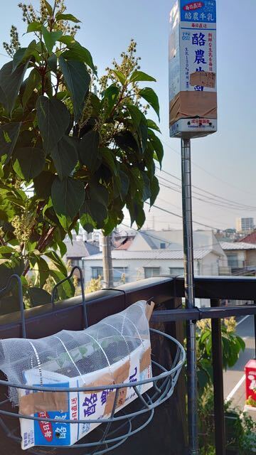 黒い森空中菜園の、今。: 黒森庵の、こんくらい